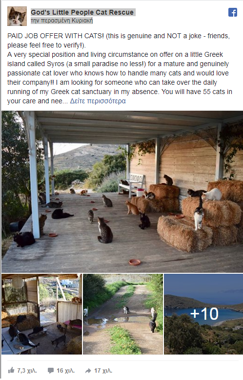 Greek island cat shelter offering feline lovers’ dream job - ProtoThema ...