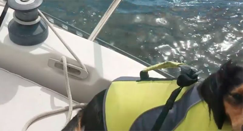 Dog's incredible story of survival after falling overboard in storm ...