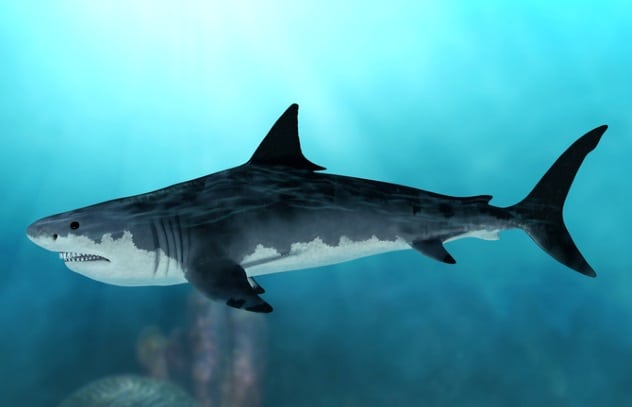 10 Fascinating Facts about the frightening Megalodon - ProtoThema English