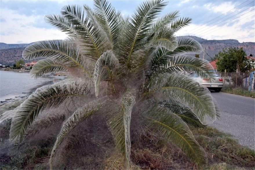 Eerie scene of spider webs across large areas in Aitoliko, western ...