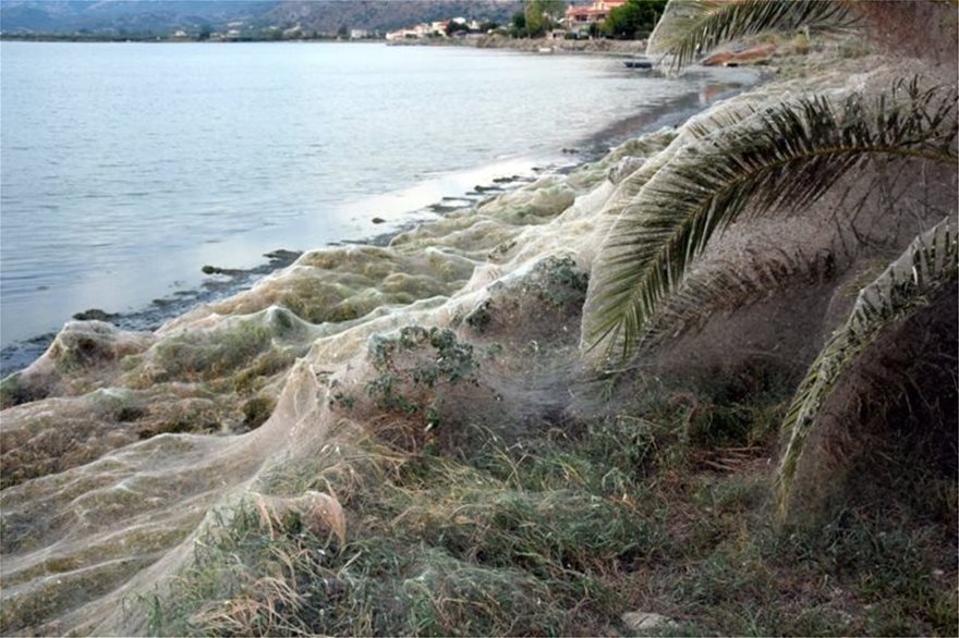 Eerie scene of spider webs across large areas in Aitoliko, western ...