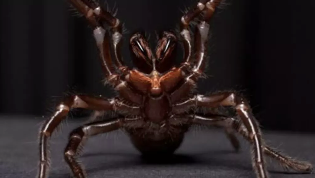Potent spider venom kills cancer cells, Greek-Australian scientist ...