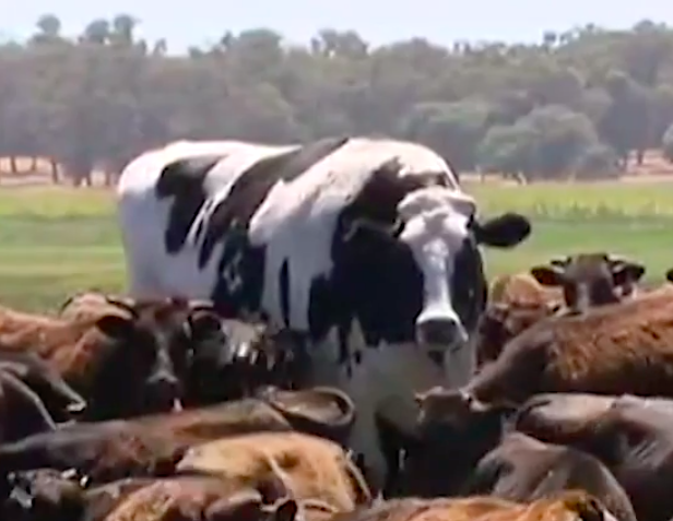 Knickers the giant steer has the internet saying: "Holy Cow!" (video ...