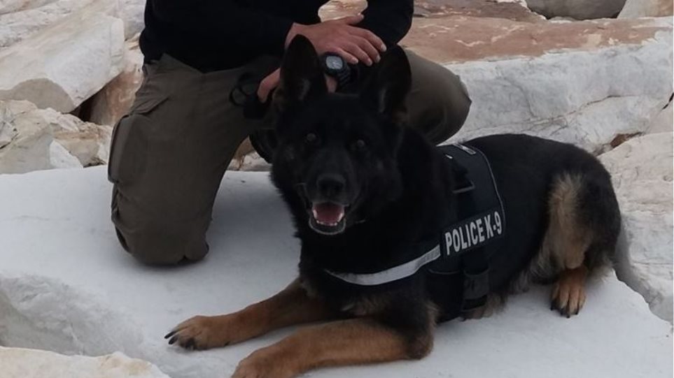 Greek police bid emotional farewell to K-9 dog - ProtoThema English