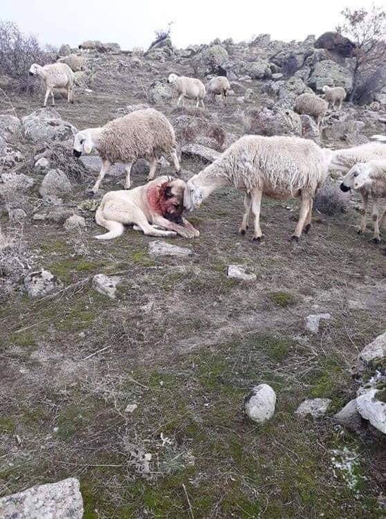 Viral photo: Sheep comforts wounded dog & the story behind it ...