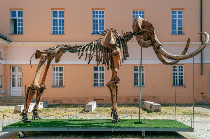 The return of the Mammoth may be sooner than you think (photos ...