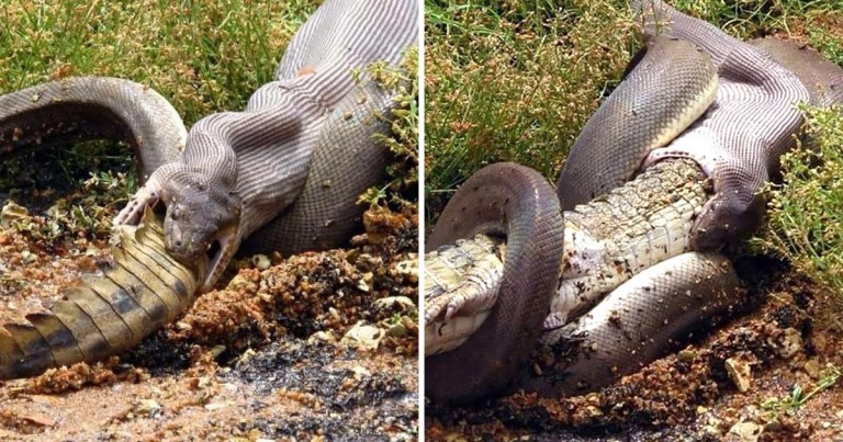 Python casually eats a crocodile whole and proves nature is brutal ...