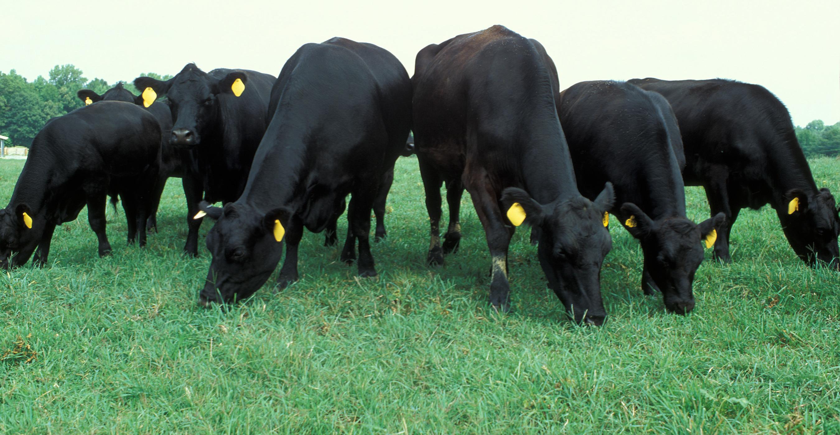 The Biggest Exporters of Beef in the World (infographic) - ProtoThema ...