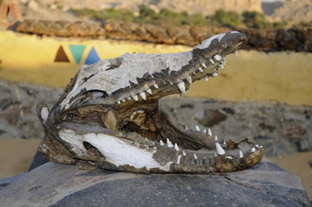 Ancient Egyptians might have actively hunted crocodiles for ...