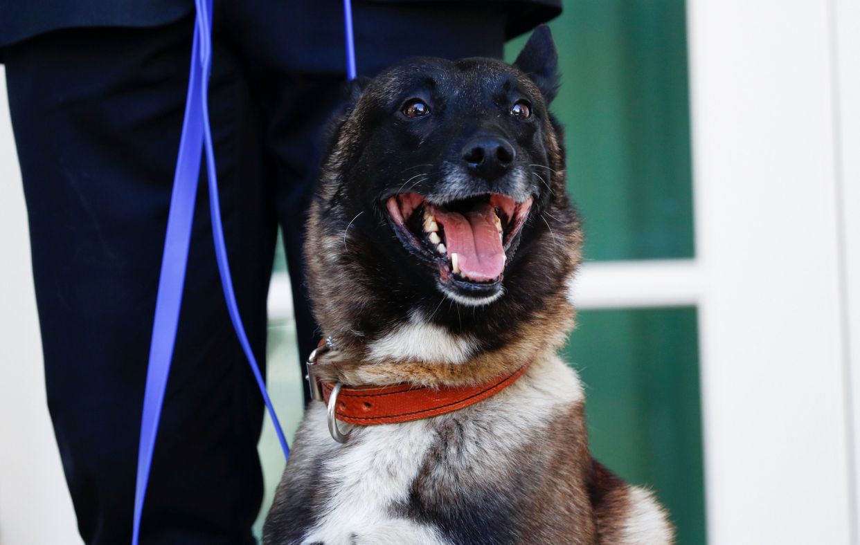 Trump finally meets Conan, the hero-dog that helped take down ISIS ...