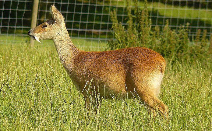 Fanged Deer once thought to be extinct is rediscovered in Vietnam ...