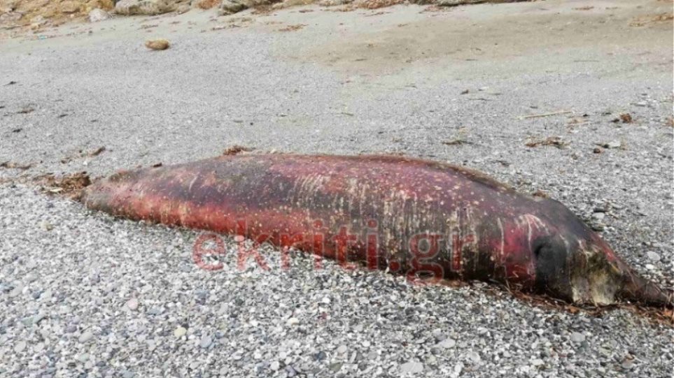 Weird 7-metre sea creature washes up on beach in Crete (photo ...