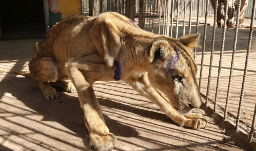 Skeletal lions at zoo spark massive outrage! (disturbing photos ...