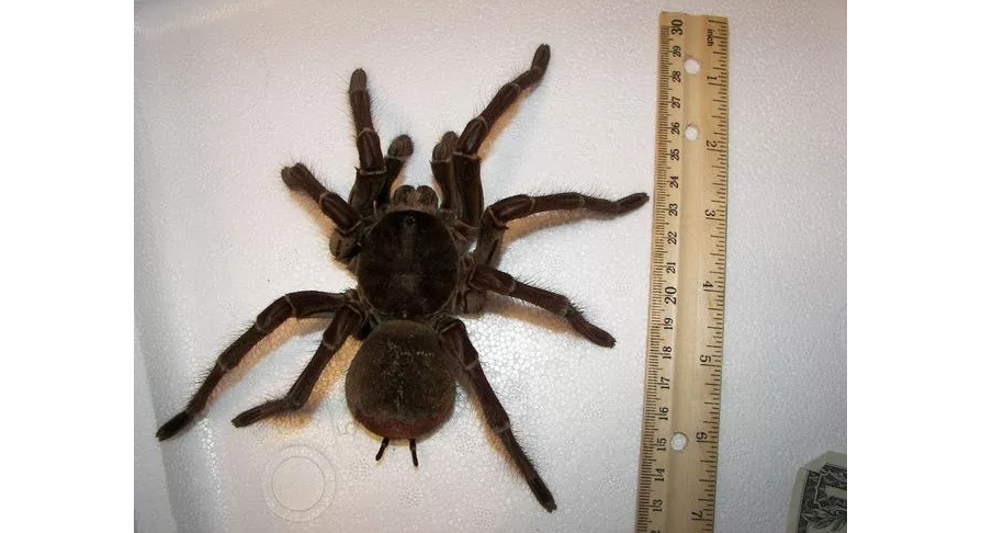 12 Facts about the Goliath Birdeater, an unexpectedly gentle giant ...