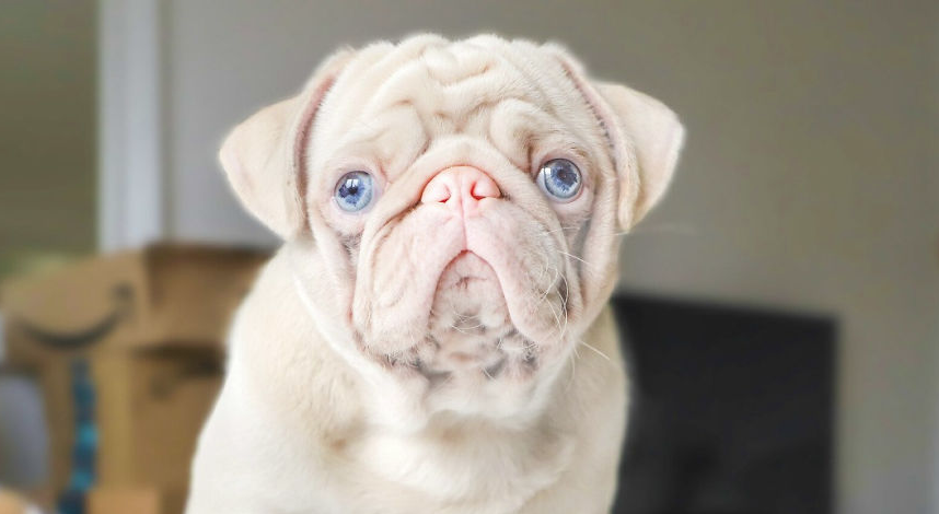 Rare pink, blue-eyed pug has thousands of Instagram followers (photos ...