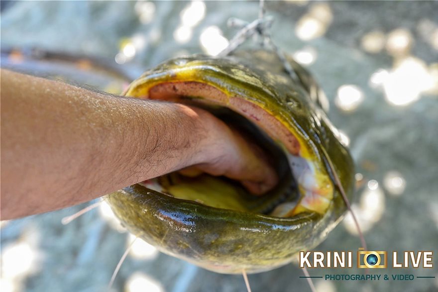 Priest and son catch "monster" 35kg catfish (photos) - ProtoThema English