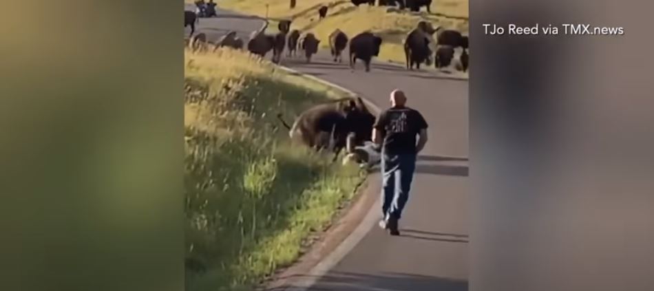 Bison attacks woman in park (video) - ProtoThema English