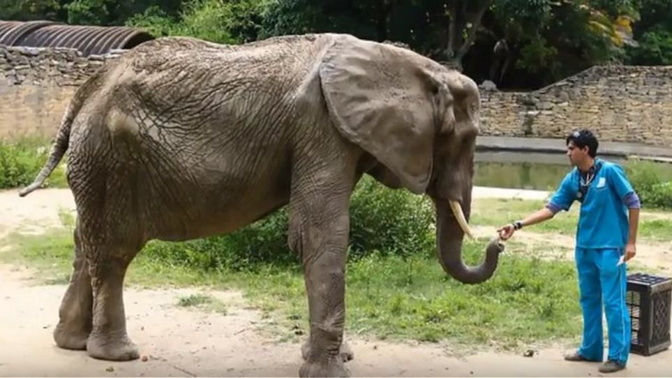 "World's loneliest elephant" to be given new life after decades of ...