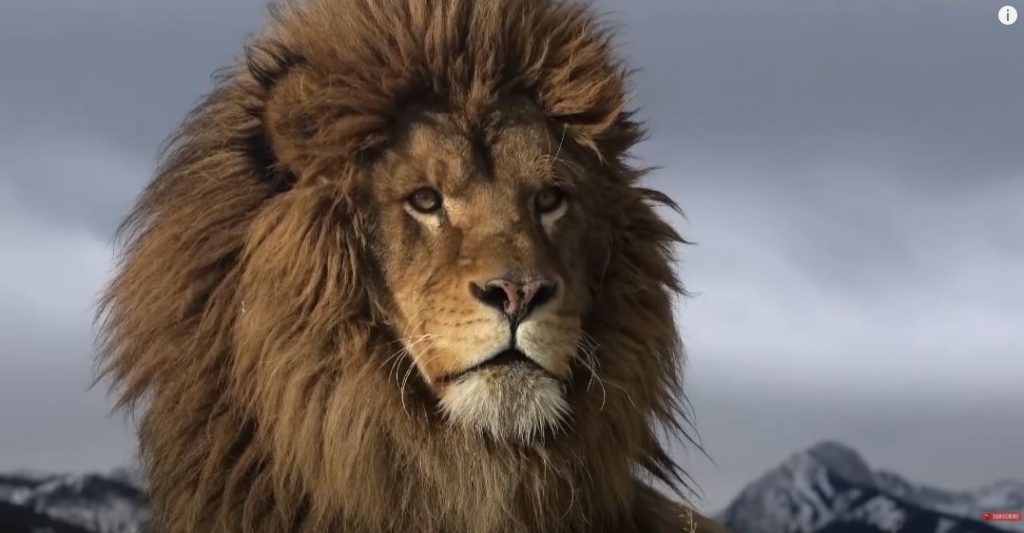 The 8 most unique lions in the world (video) - ProtoThema English