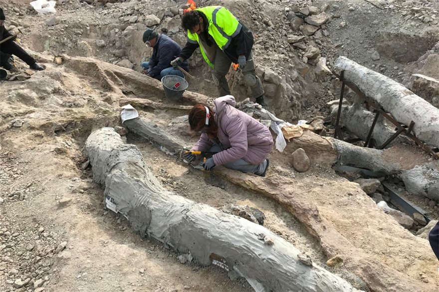 Incredible fossilised tree found on Lesvos (photos) - ProtoThema English