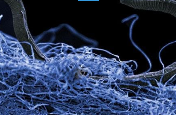 Scientists successfully “wake” microbes that had remained dormant for ...