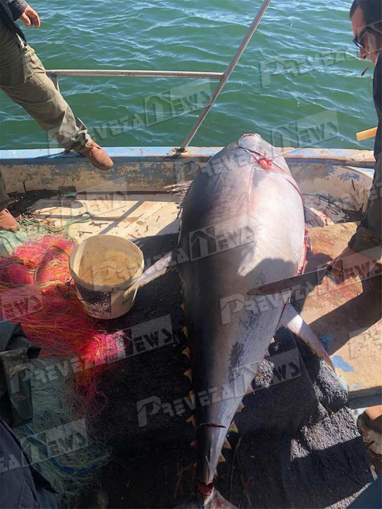 Huge 100+kg tuna fish caught in Preveza (photos) - ProtoThema English
