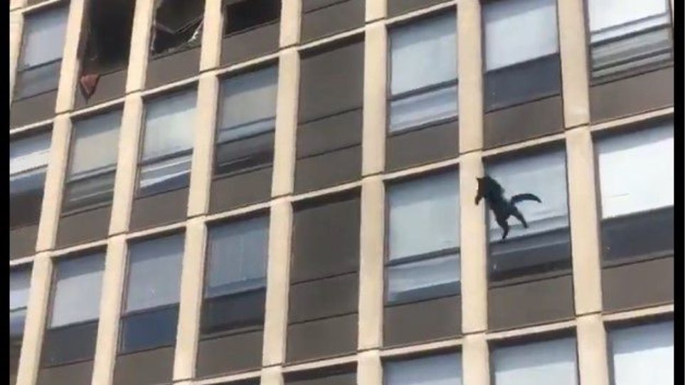 Cat leaps from 5th floor of flaming building and casually walks away ...