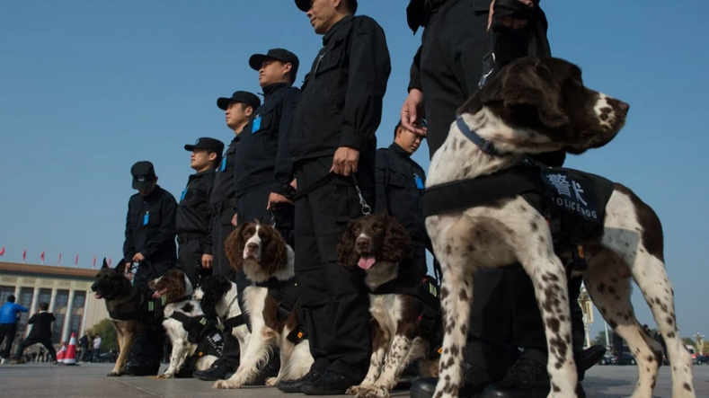 China: Police seek new shelter for dogs who were too friendly for law ...