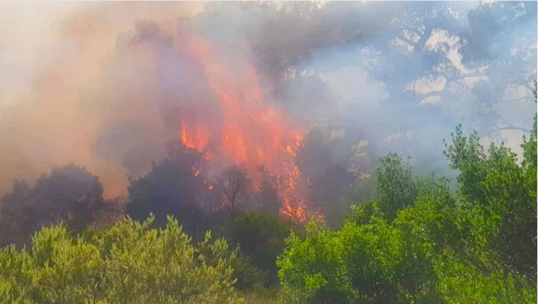 Large forest fire burning in Evros - One village evacuated (photos ...