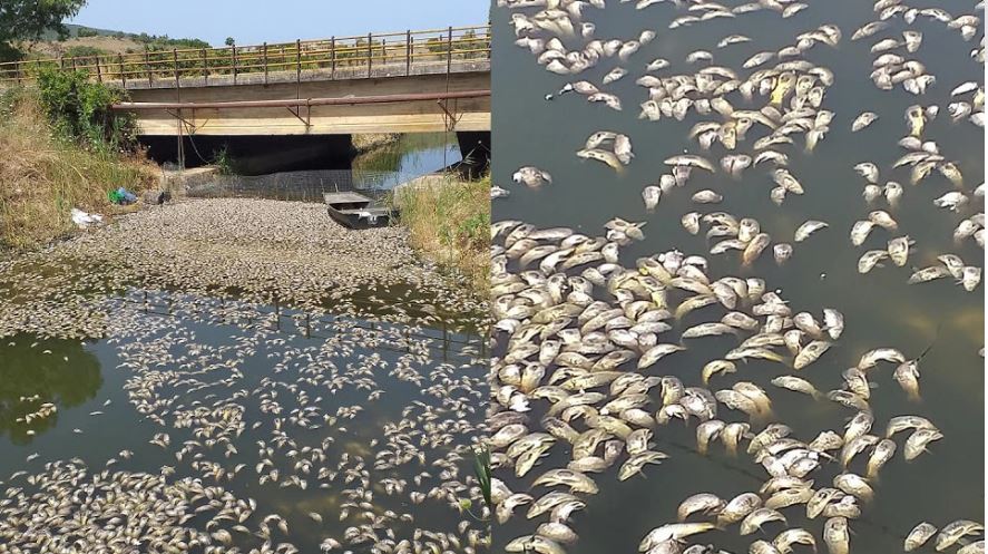 Thousands of dead fish floating in Vonitsa (photos) - ProtoThema English