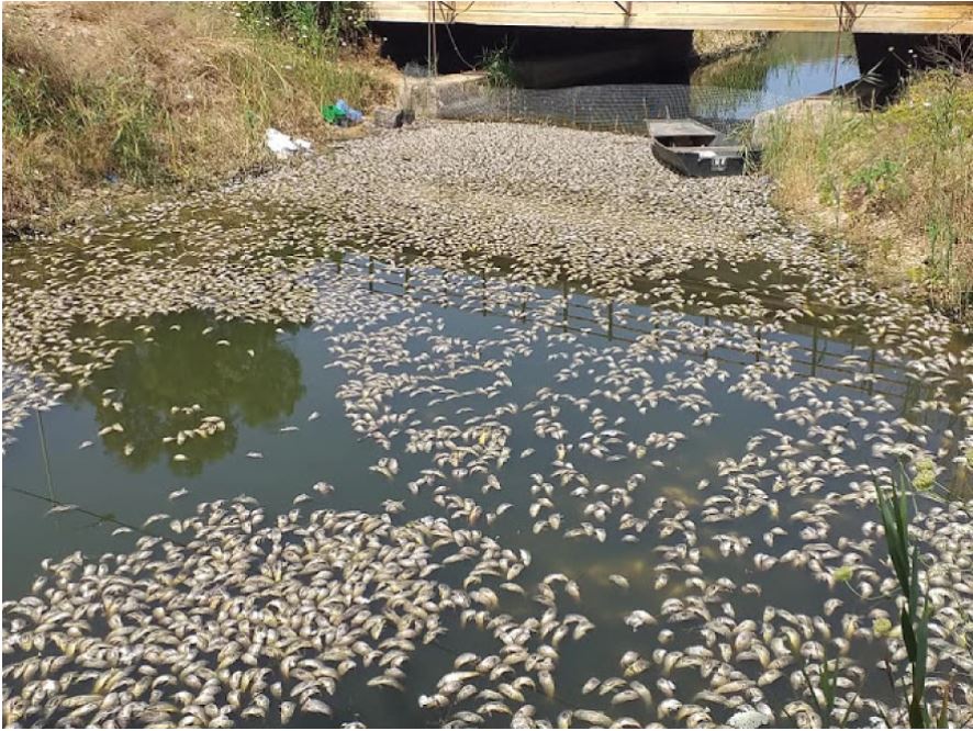 Thousands of dead fish floating in Vonitsa (photos) - ProtoThema English