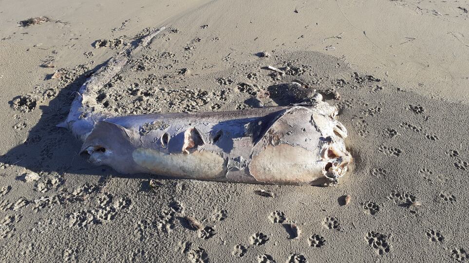 Large, 150kg fish washed ashore in Crete (photos) - ProtoThema English