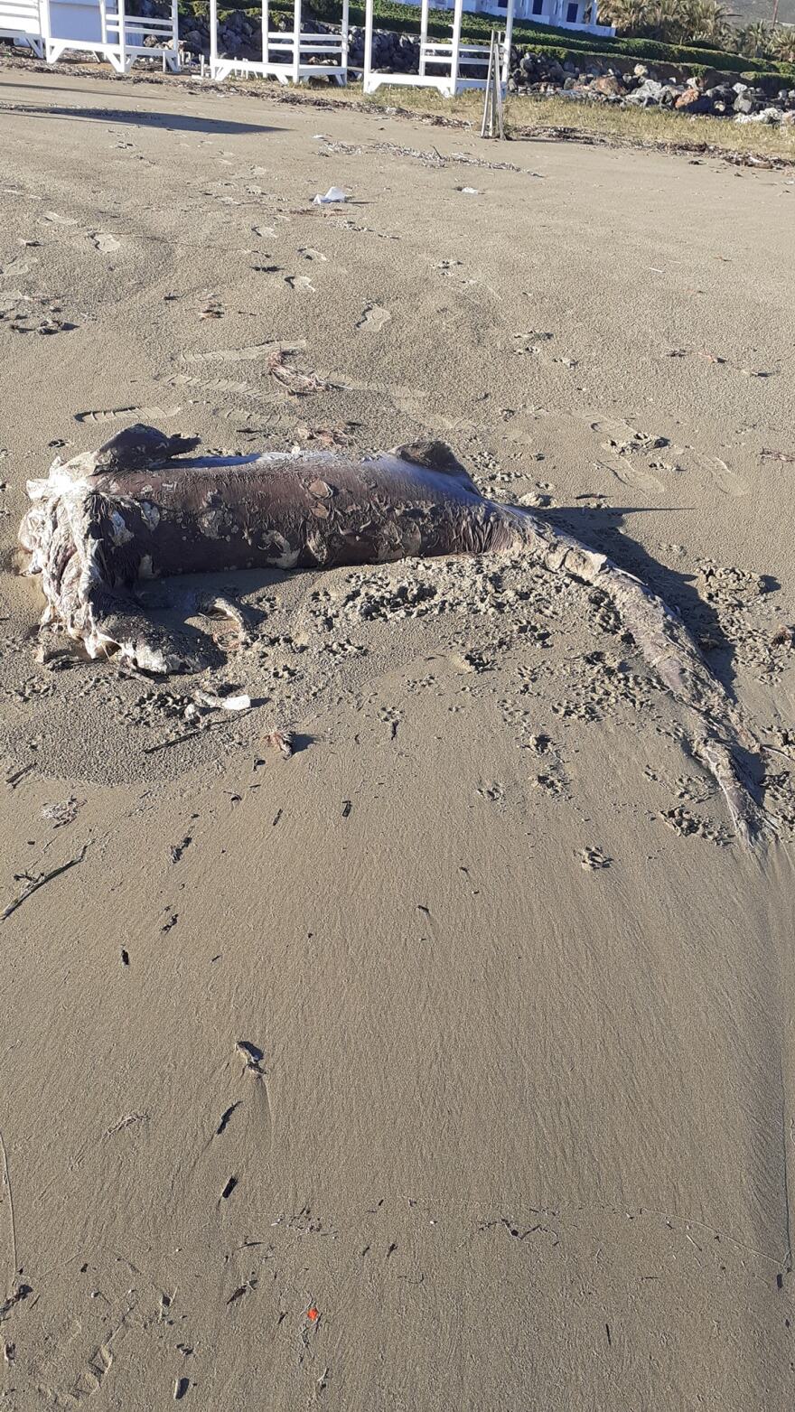 Large, 150kg fish washed ashore in Crete (photos) - ProtoThema English