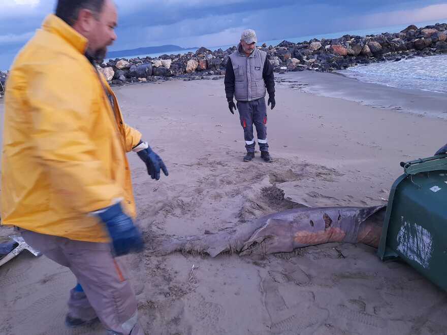Large, 150kg fish washed ashore in Crete (photos) - ProtoThema English