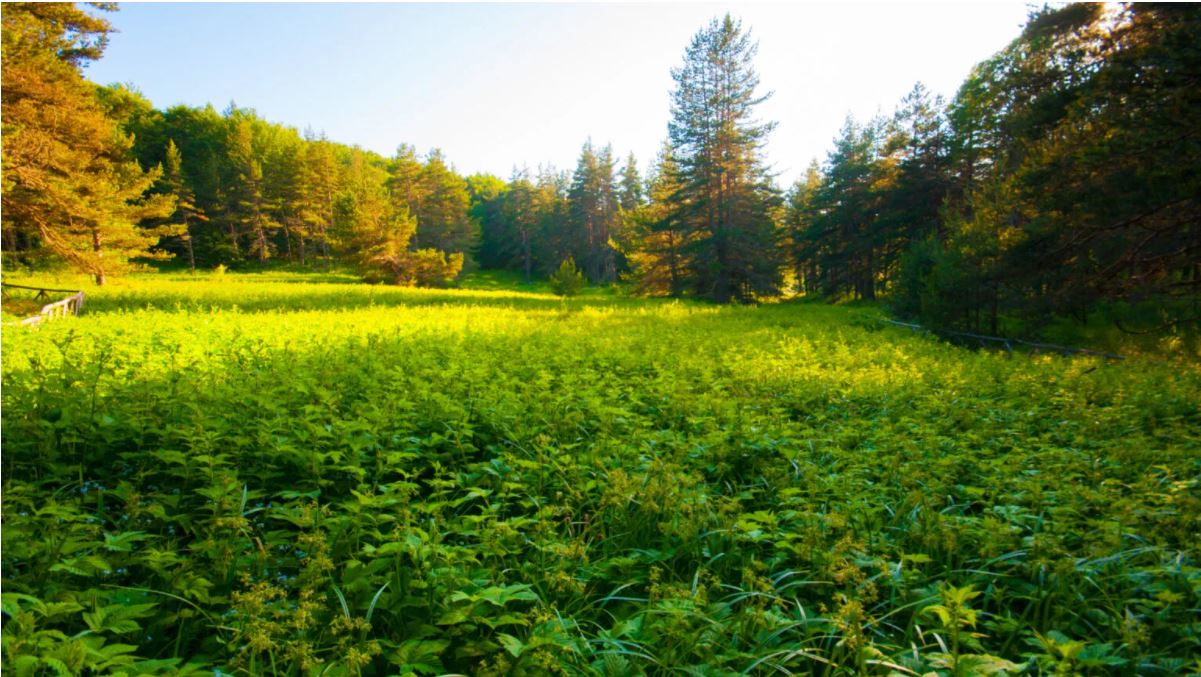 Lord of the Rings? No, it is the forest of Lailias in Serres ...