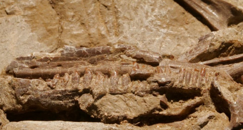 Fossils of largest-ever marine reptiles found in Swiss Alps ...