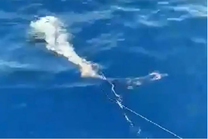 Huge 200kg shark caught in Crete - ProtoThema English