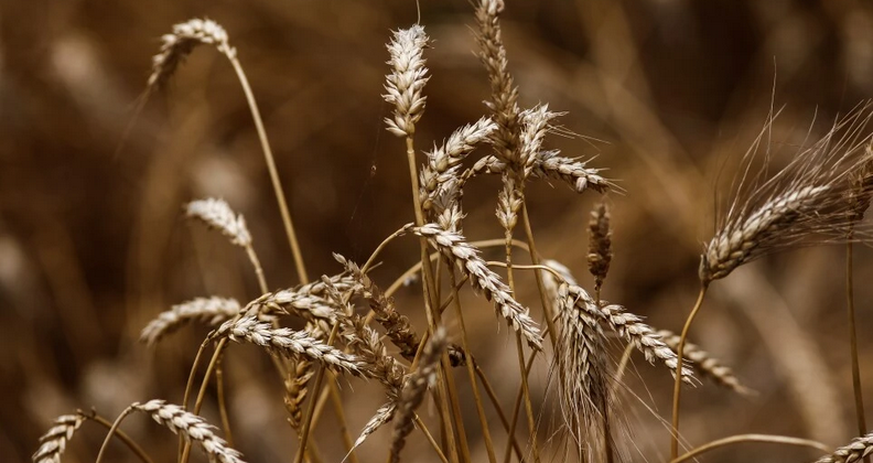 Shortage of Ukraine wheat set to push Somalia inflation past 10% ...