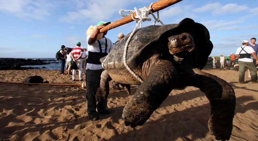 Extinct "fantastic giant tortoise" found alive on the Galápagos Islands ...