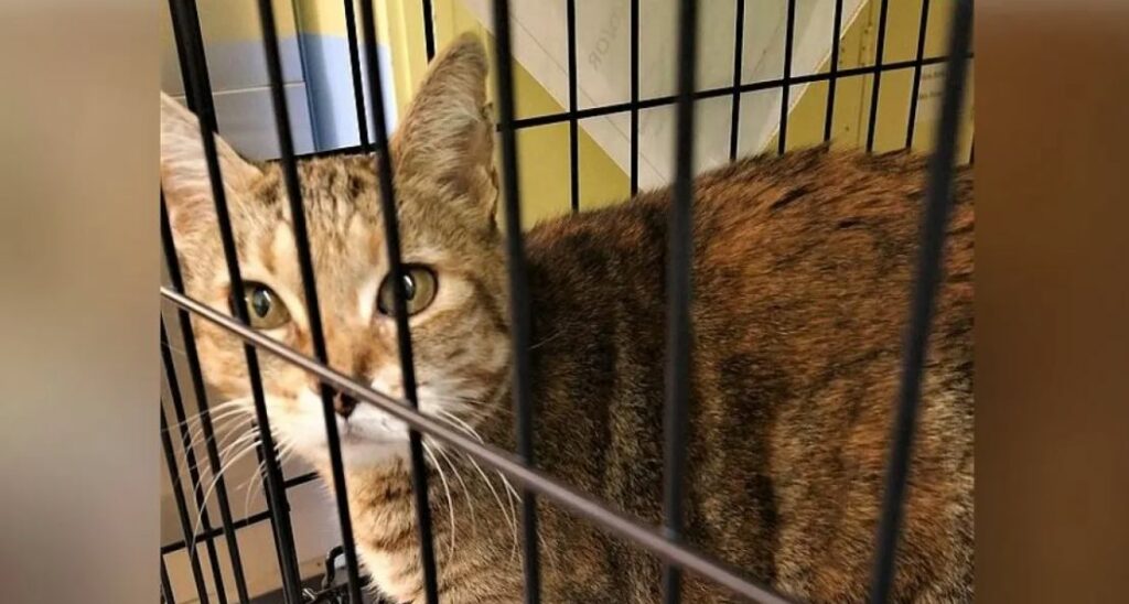 Incredible! California woman's lost cat found in Idaho nine years later ...