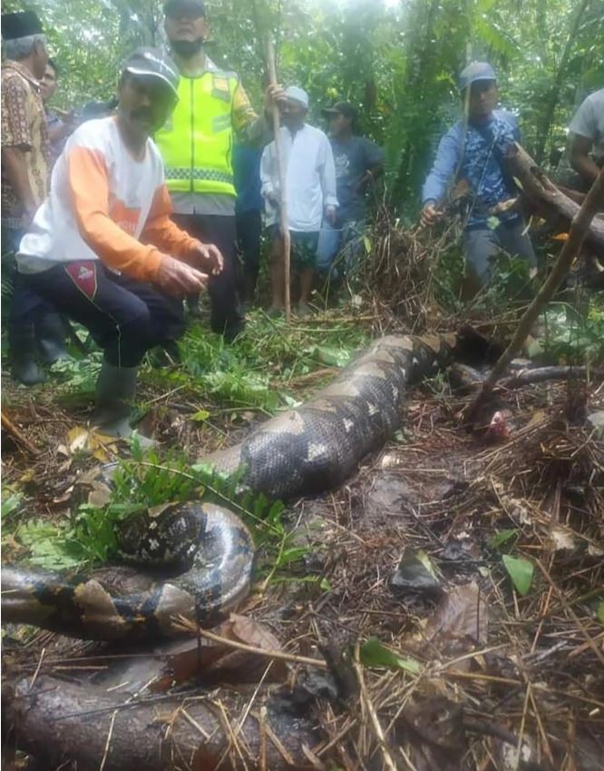54-Year Old Grandma In Indonesia Reportedly Eaten Alive By 22-Foot ...