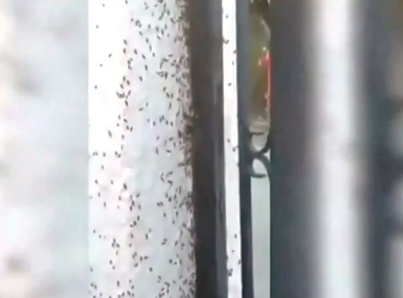 Thousands of beetles swarm Western Achaia 'invading' houses (photos ...