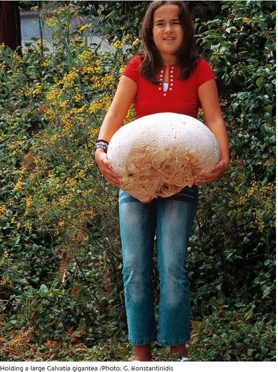Visit Grevena: The mushroom capital of Greece - Arguably some of the ...
