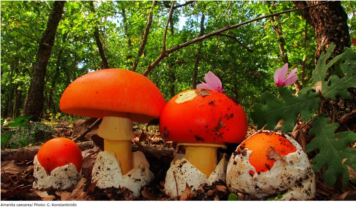 Visit Grevena: The mushroom capital of Greece - Arguably some of the ...