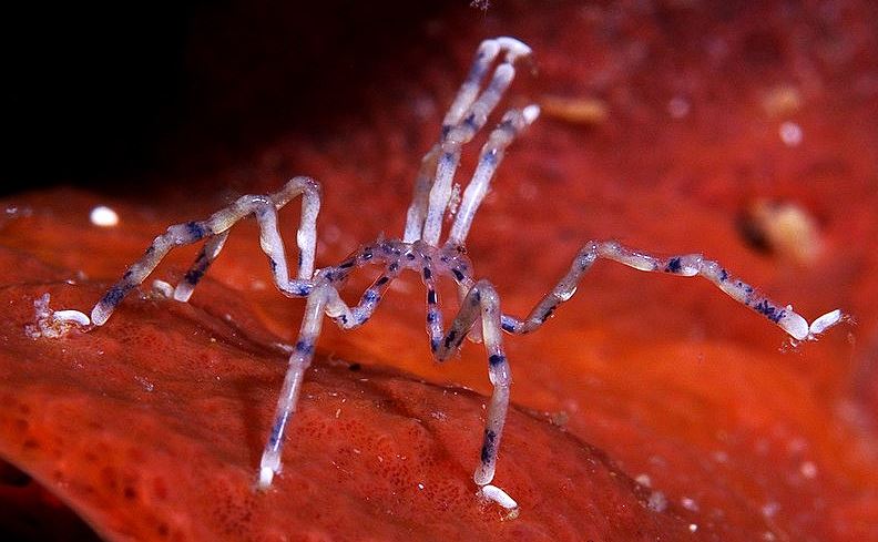 Sea spiders can regrow their...anuses, scientists discover - ProtoThema ...
