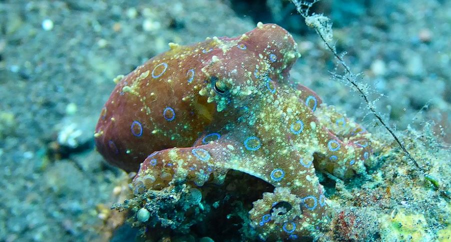 Blue-ringed octopus, one of the most toxic animals on Earth, bites ...
