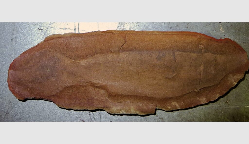 Mystery of prehistoric, alien-like tully monster deepens once more ...