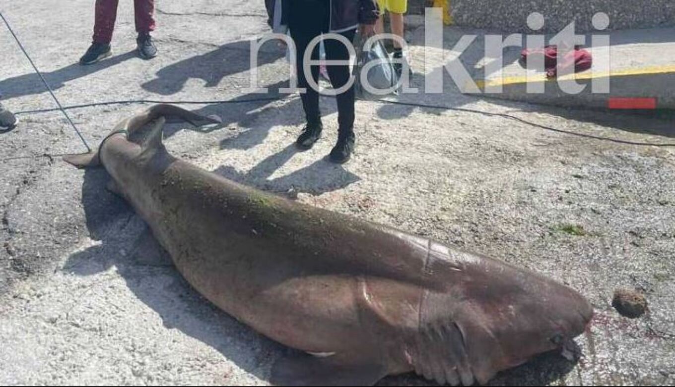 Watch 250 kg shark caught in Crete (video-photos) - ProtoThema English