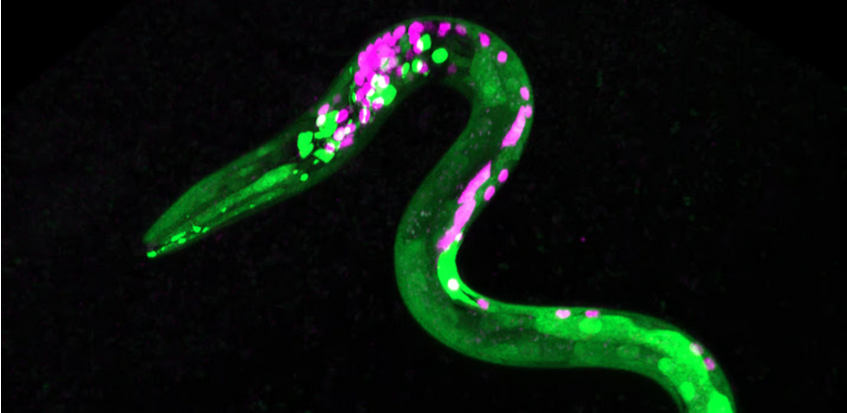 Cannabis-affected worms exhibit food preferences similar to high humans ...