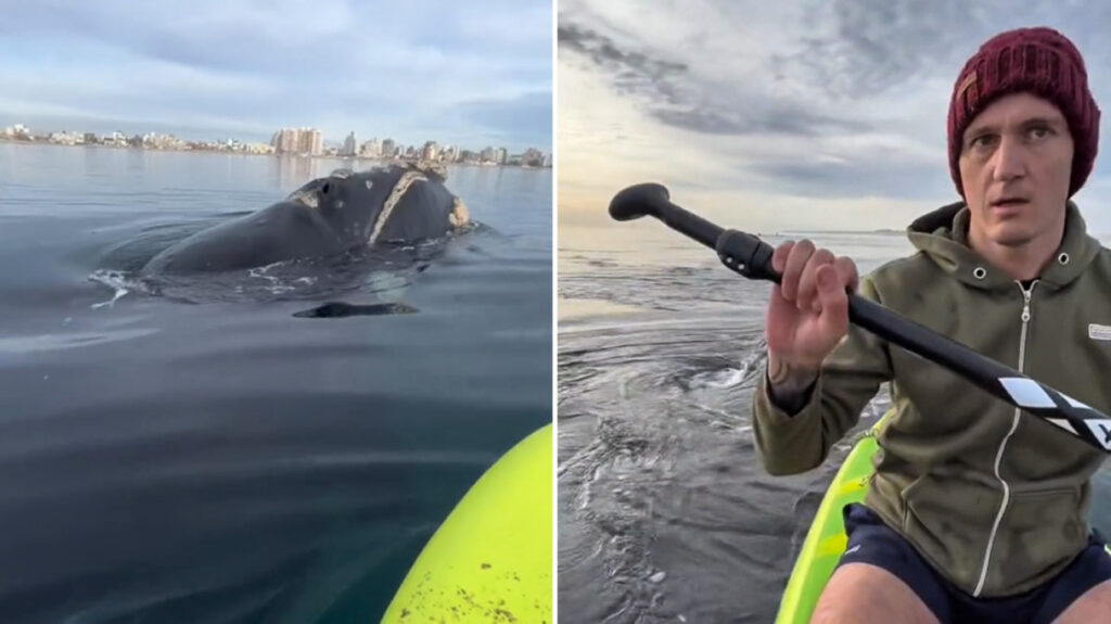 Video of couple kayaking next to huge whale goes viral - ProtoThema English